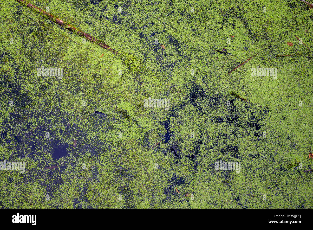 Green algae floats on top of the still water in a swampy pond Stock ...