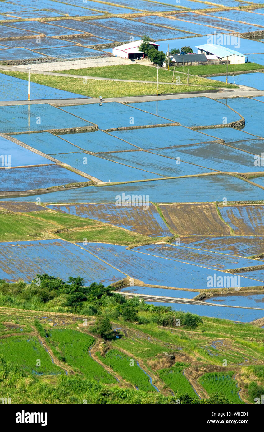 It is a beautiful green and blue rice farm Stock Photo - Alamy