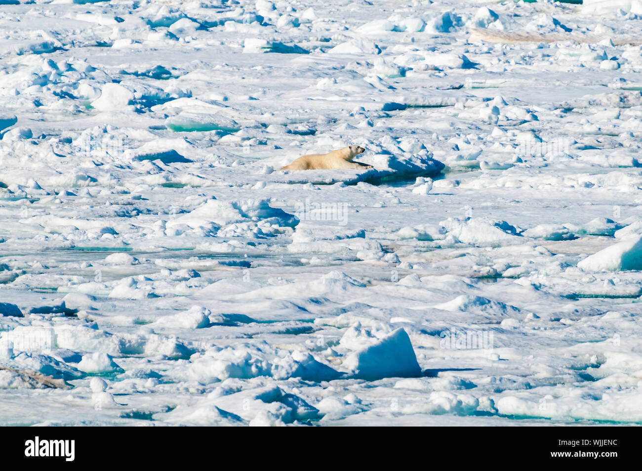 Large polar bear lying on a large ice pack in the Arctic Circle ...