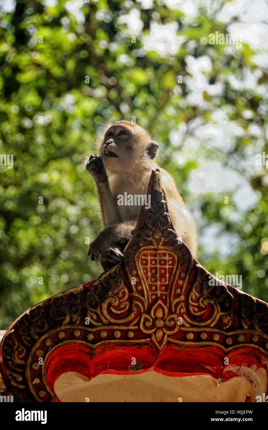 Monkey on the roof hi-res stock photography and images - Alamy