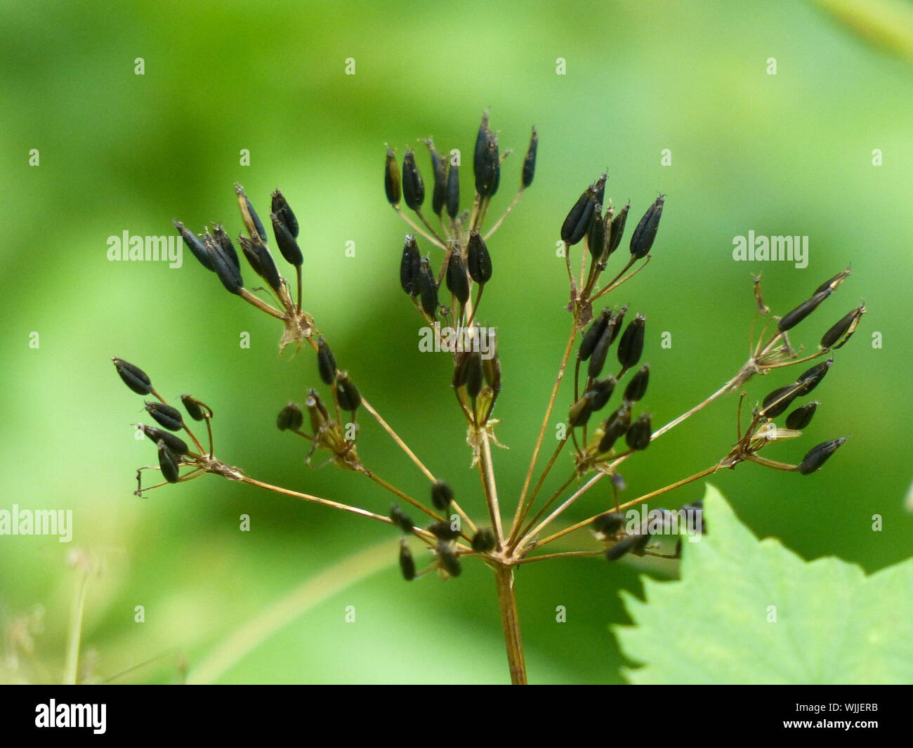 Black seeds hi-res stock photography and images - Alamy