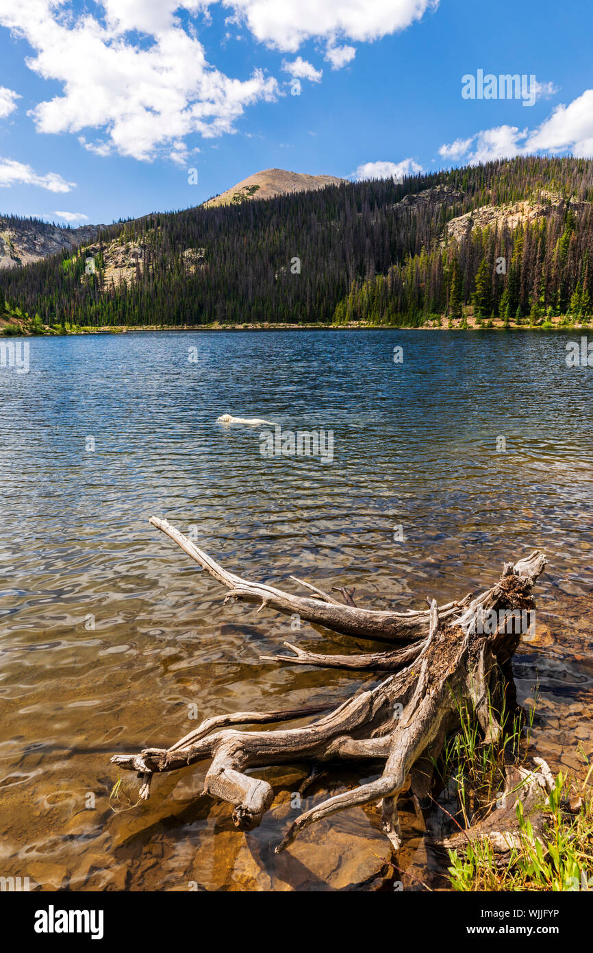 Funny feet cream hi-res stock photography and images - Alamy