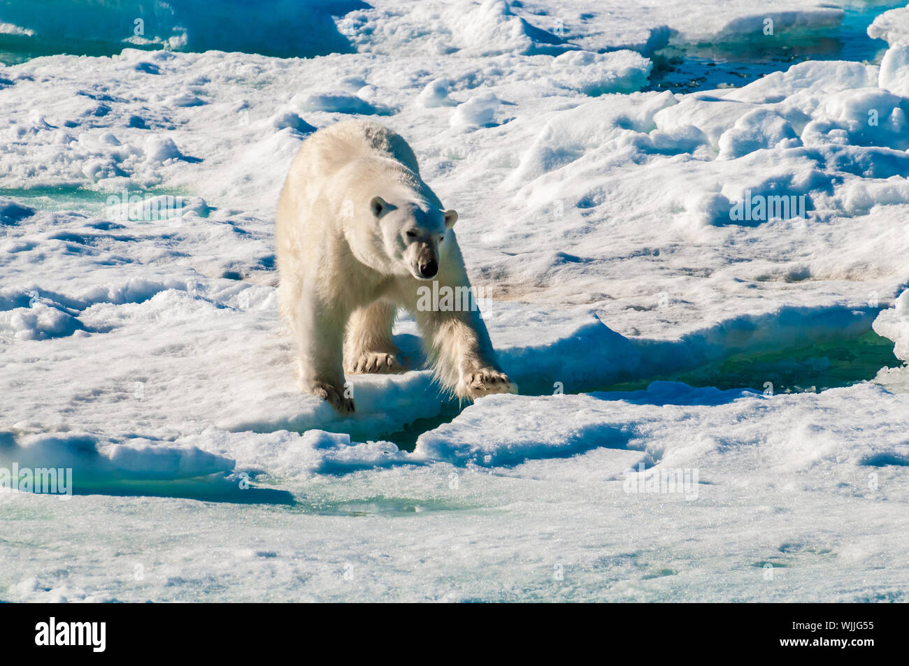 Polar bear walking on a large ice pack in the Arctic Circle, Barentsoya ...