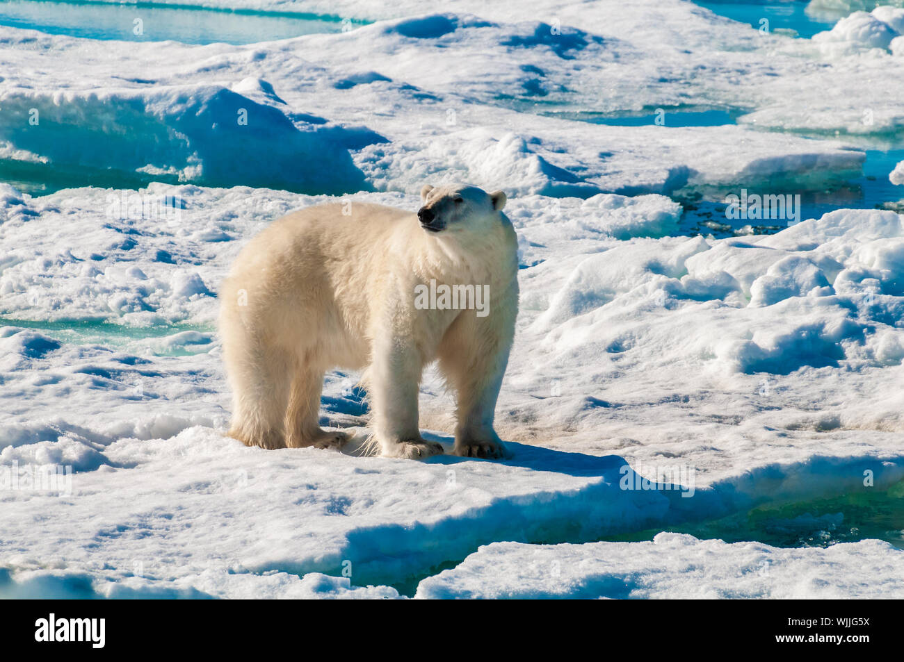 Polar bear walking on a large ice pack in the Arctic Circle, Barentsoya ...