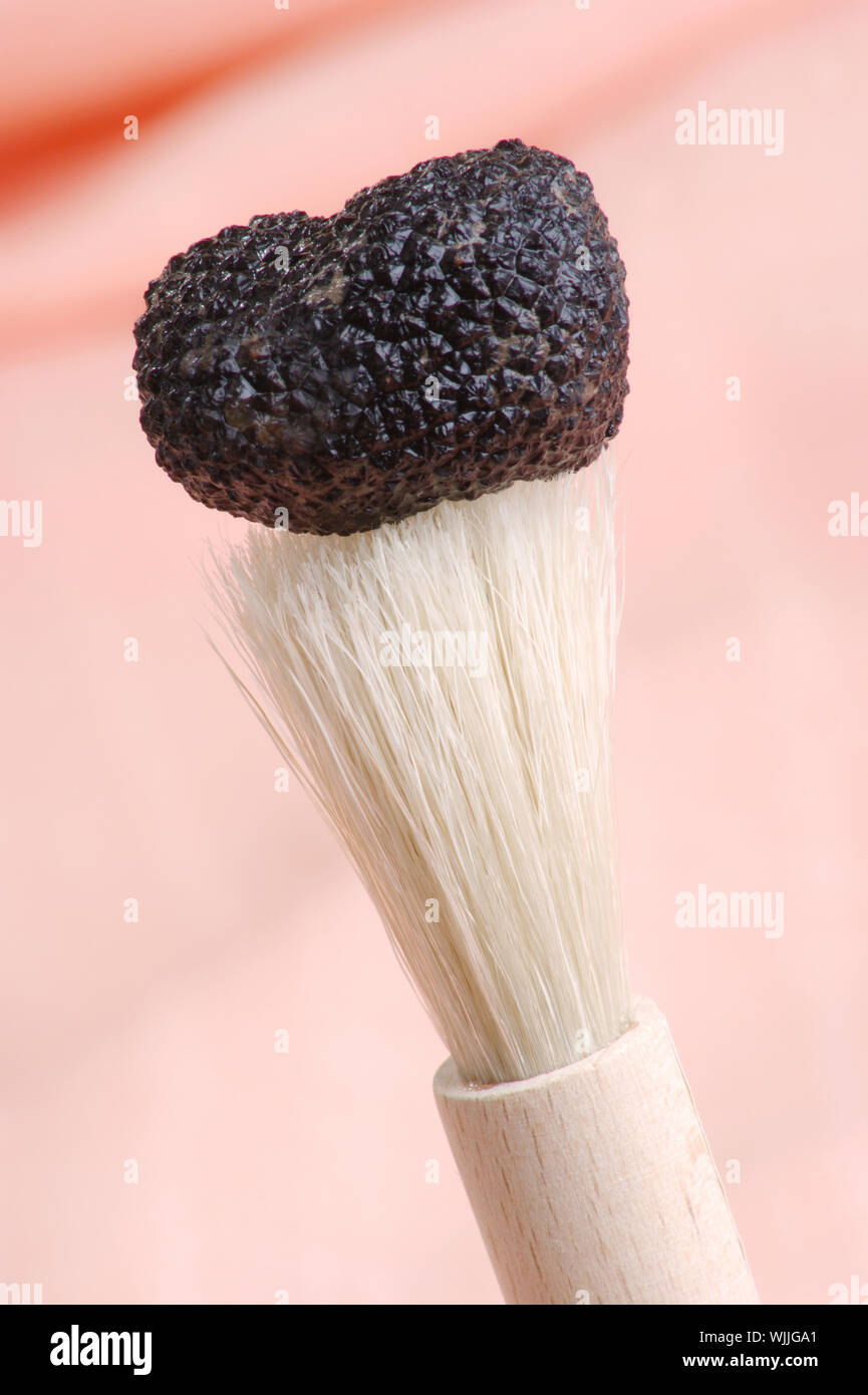 organic summer truffle and a brush to clean Stock Photo - Alamy