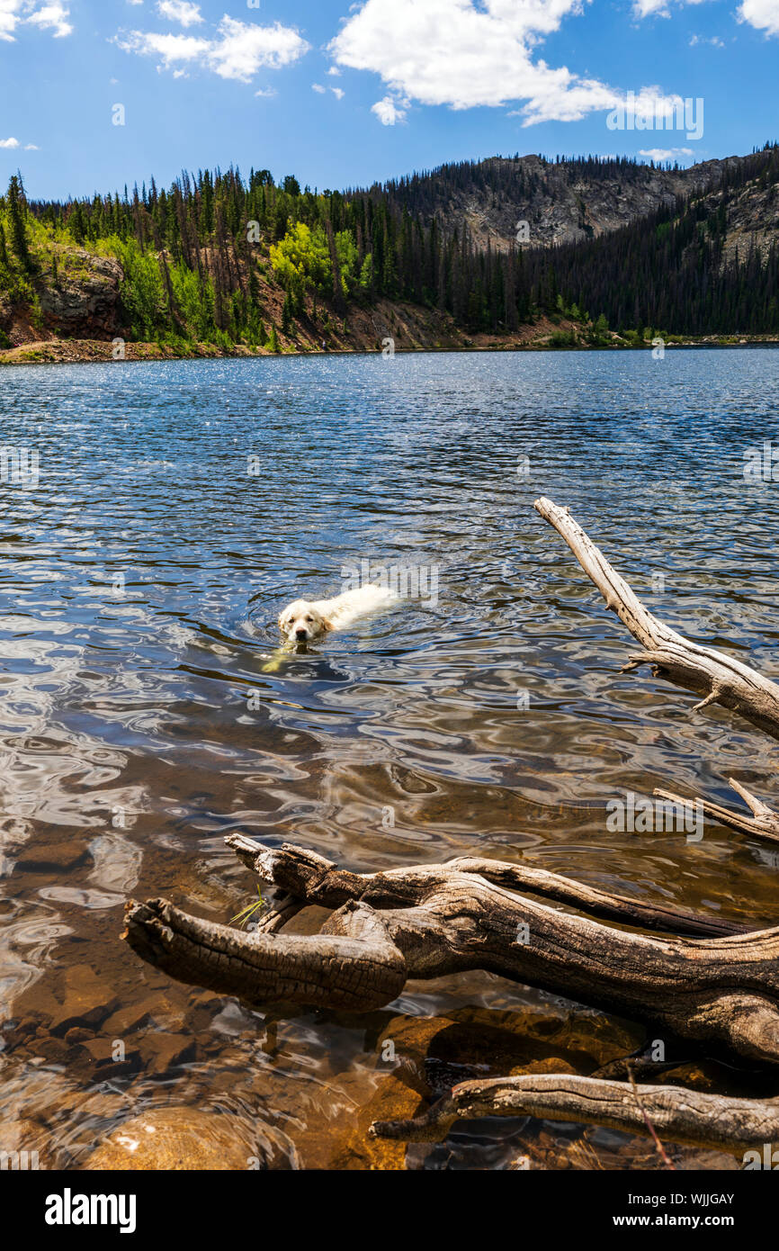 Platinum colored Golden Retriever dog swimming in Boss Lake; elevation ...