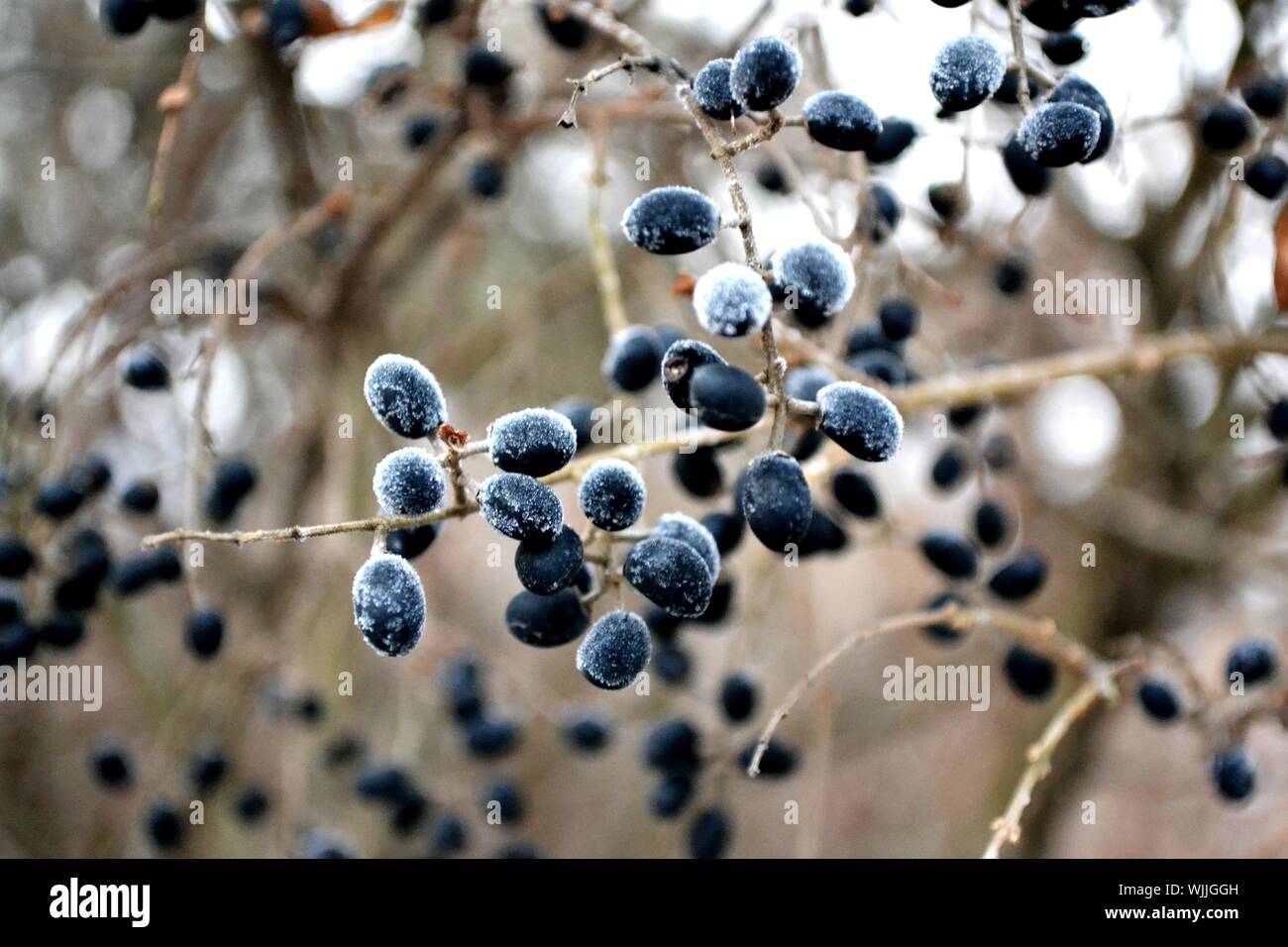 Black ice plum tree hi-res stock photography and images - Alamy