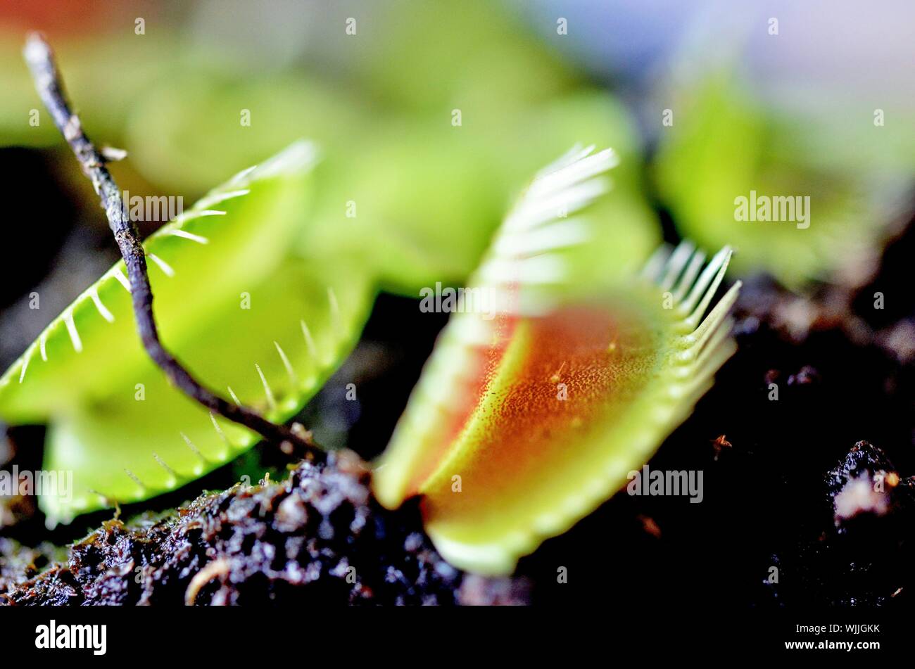 Venus flytrap flower hi-res stock photography and images - Alamy