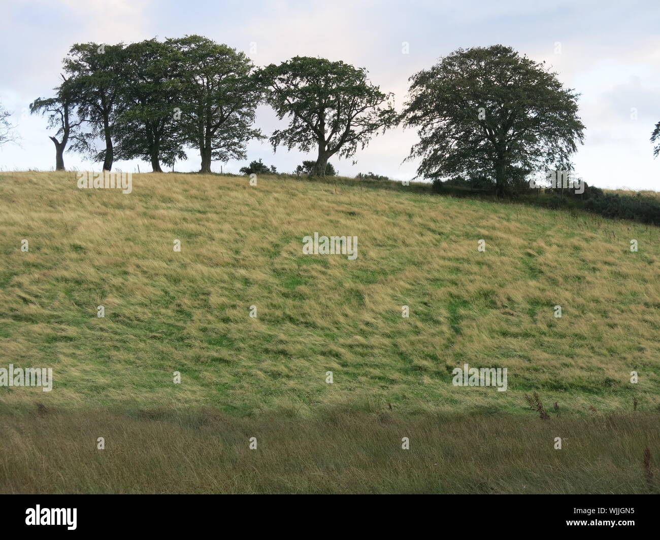 A row of trees along the brow of a hill at the top of a windswept field ...