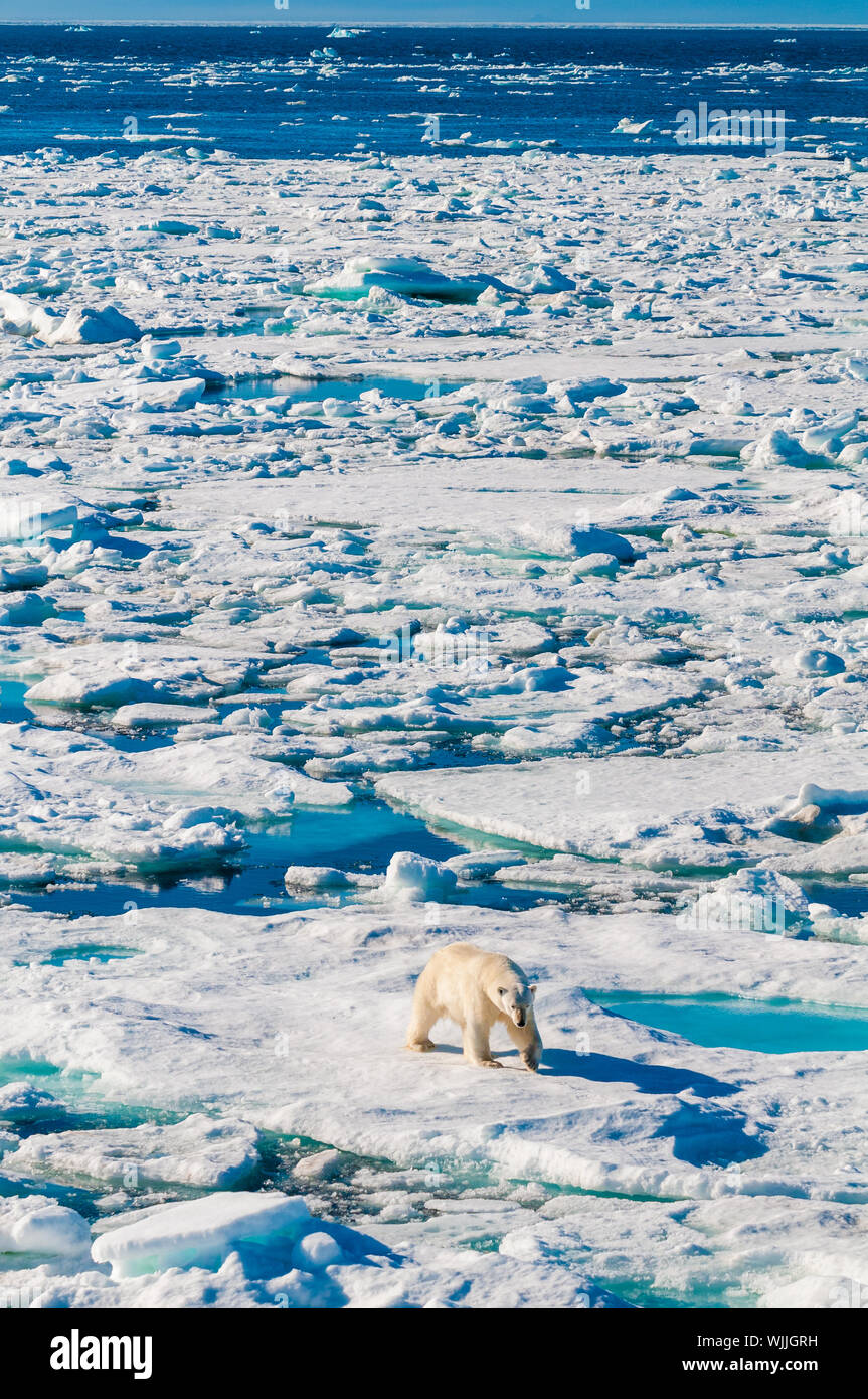 Polar bear walking between ice floats on a large ice pack in the Arctic ...