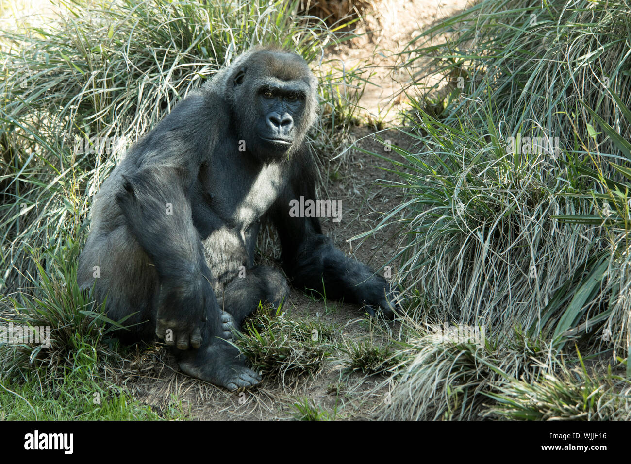 African lowland gorilla in natural setting Stock Photo - Alamy