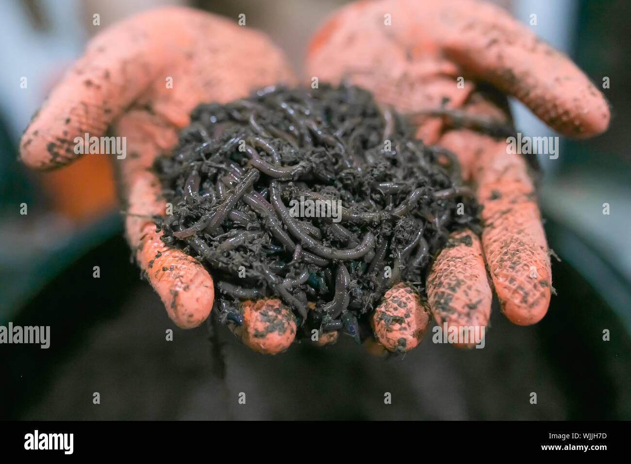 Hands holding worms and dirt hi-res stock photography and images - Alamy