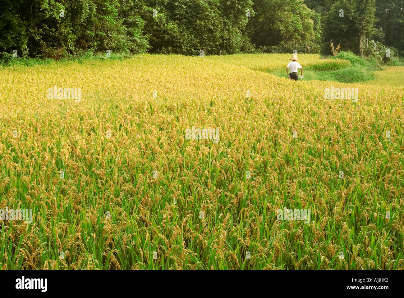 Here are ripe rice with beautiful yellow color Stock Photo - Alamy