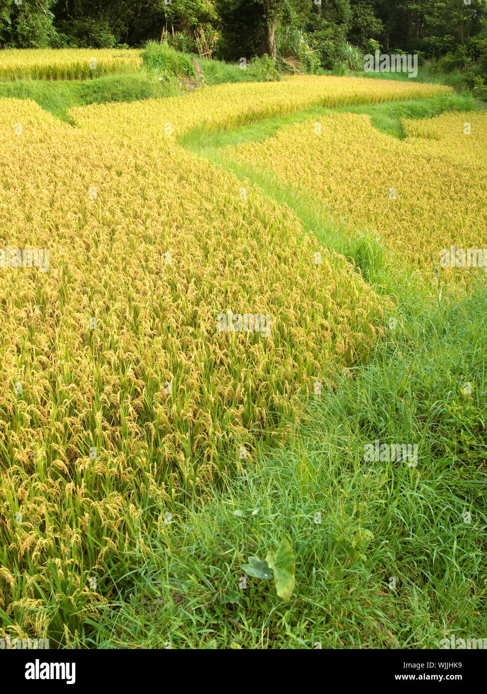 Here are ripe rice with beautiful yellow color Stock Photo - Alamy