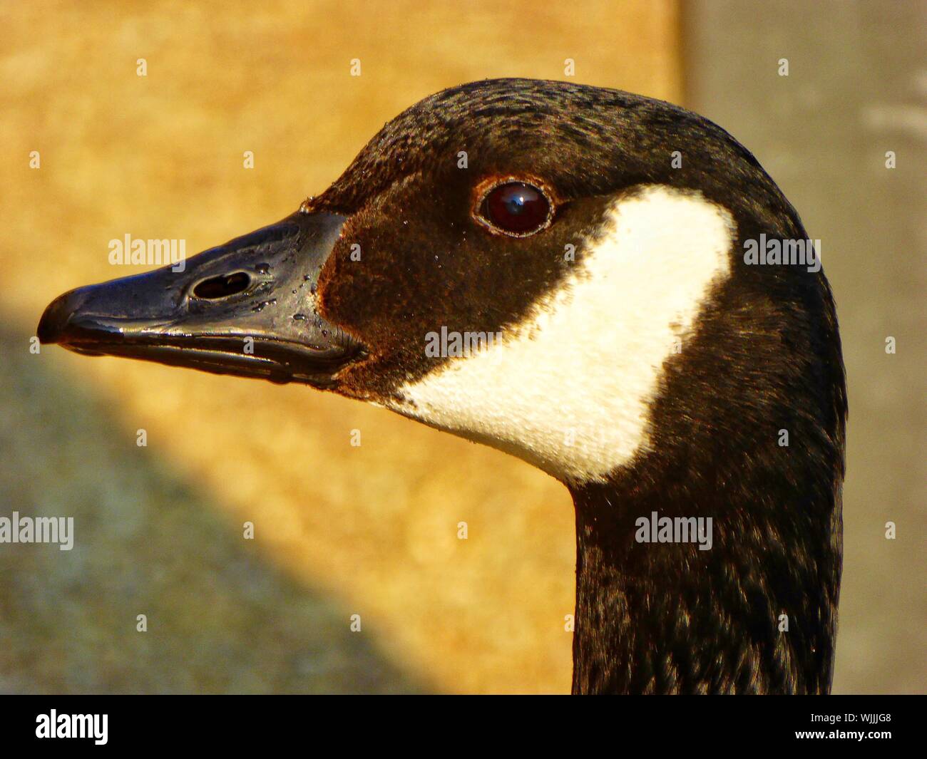 Canada goose side profile hi-res stock photography and images - Alamy