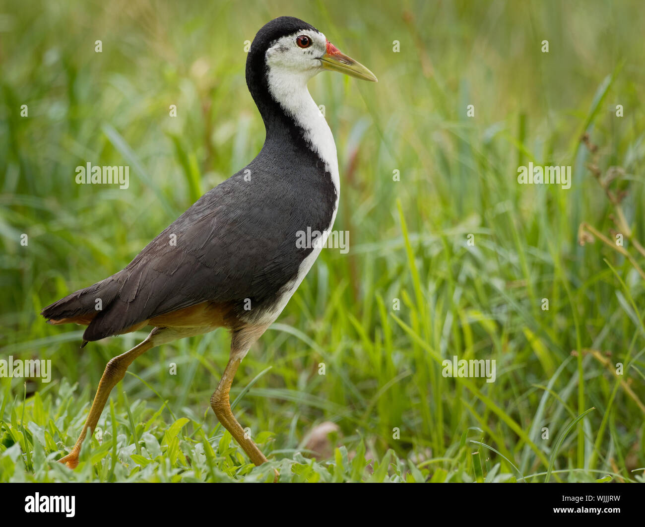 White-breasted Waterhen - Amaurornis phoenicurus waterbird of the rail ...