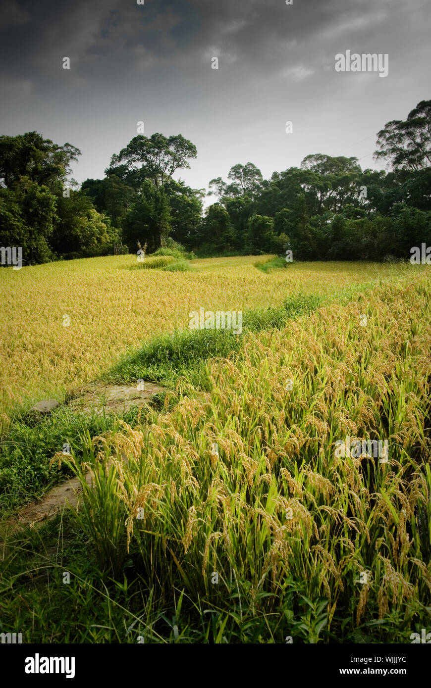 Here are ripe rice with beautiful yellow color Stock Photo - Alamy