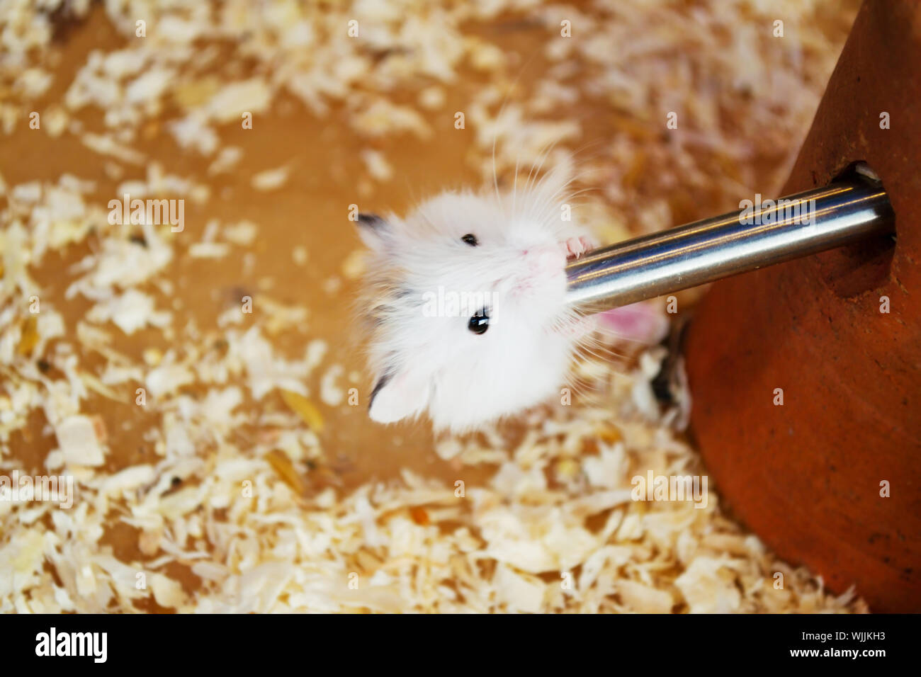 White rats are drinking water from a hose Stock Photo - Alamy