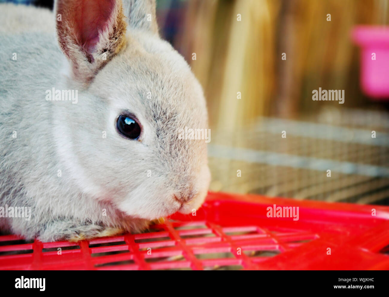 Gray bunny with big eyes on the basket Stock Photo - Alamy
