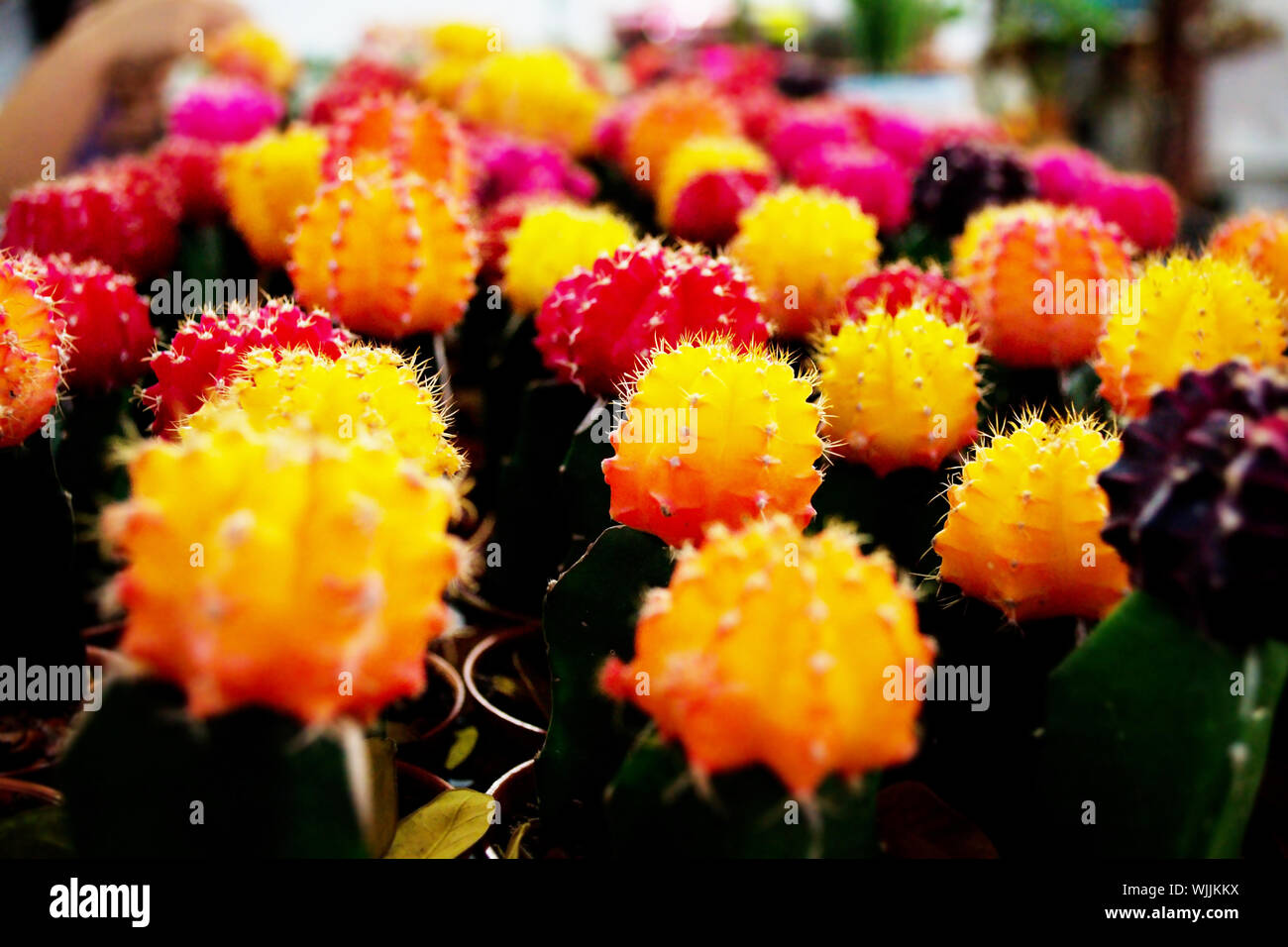 Cactus in pot and Several species of cactus in pots Stock Photo - Alamy