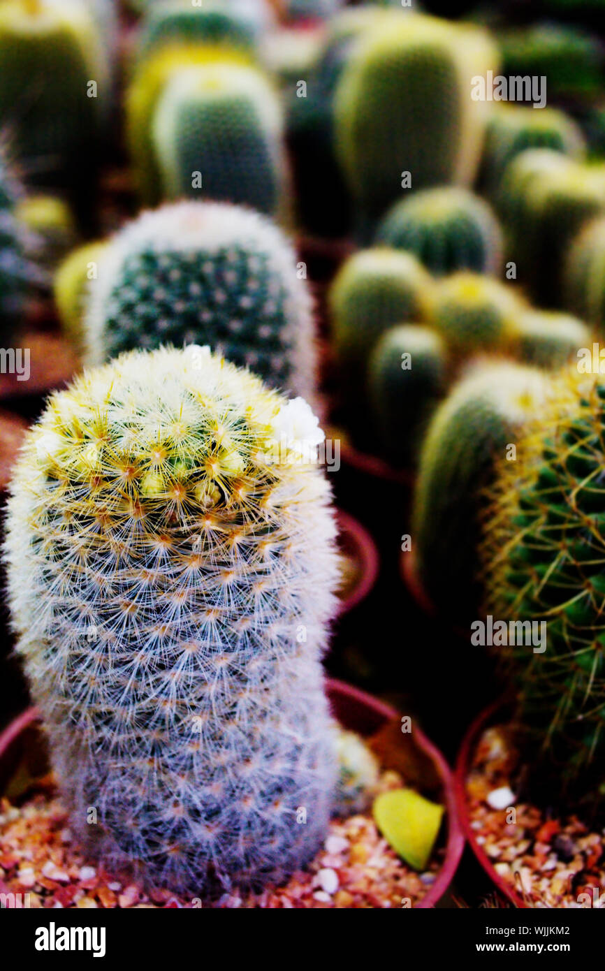 Cactus in pot and Several species of cactus in pots Stock Photo - Alamy