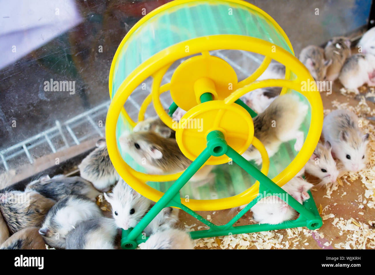 Dwarf Hamster Running On Wheel