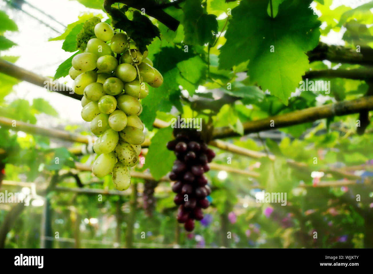 Rail cluster hi-res stock photography and images - Alamy