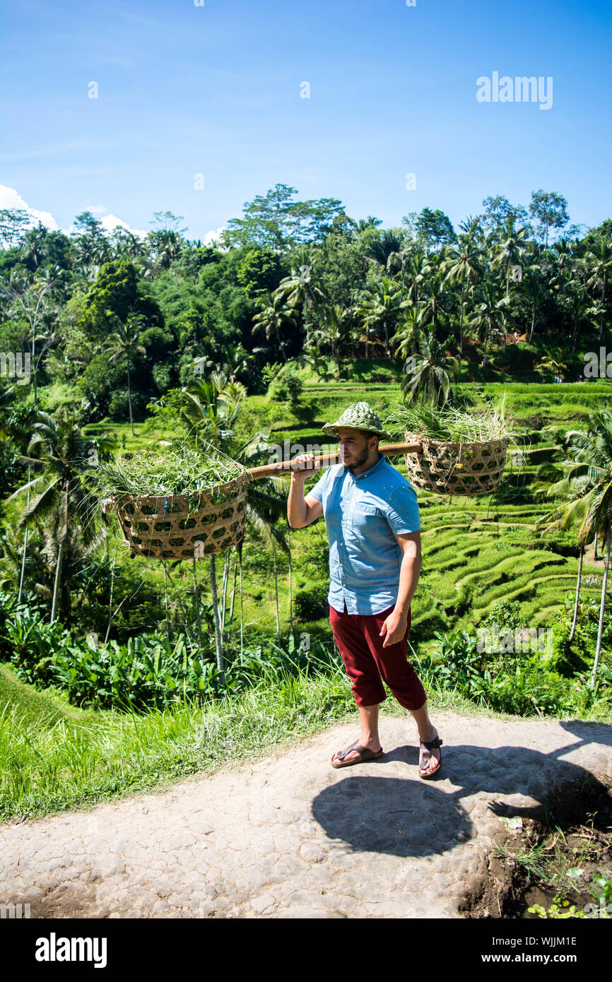 Man carrying rice plants hi-res stock photography and images - Alamy