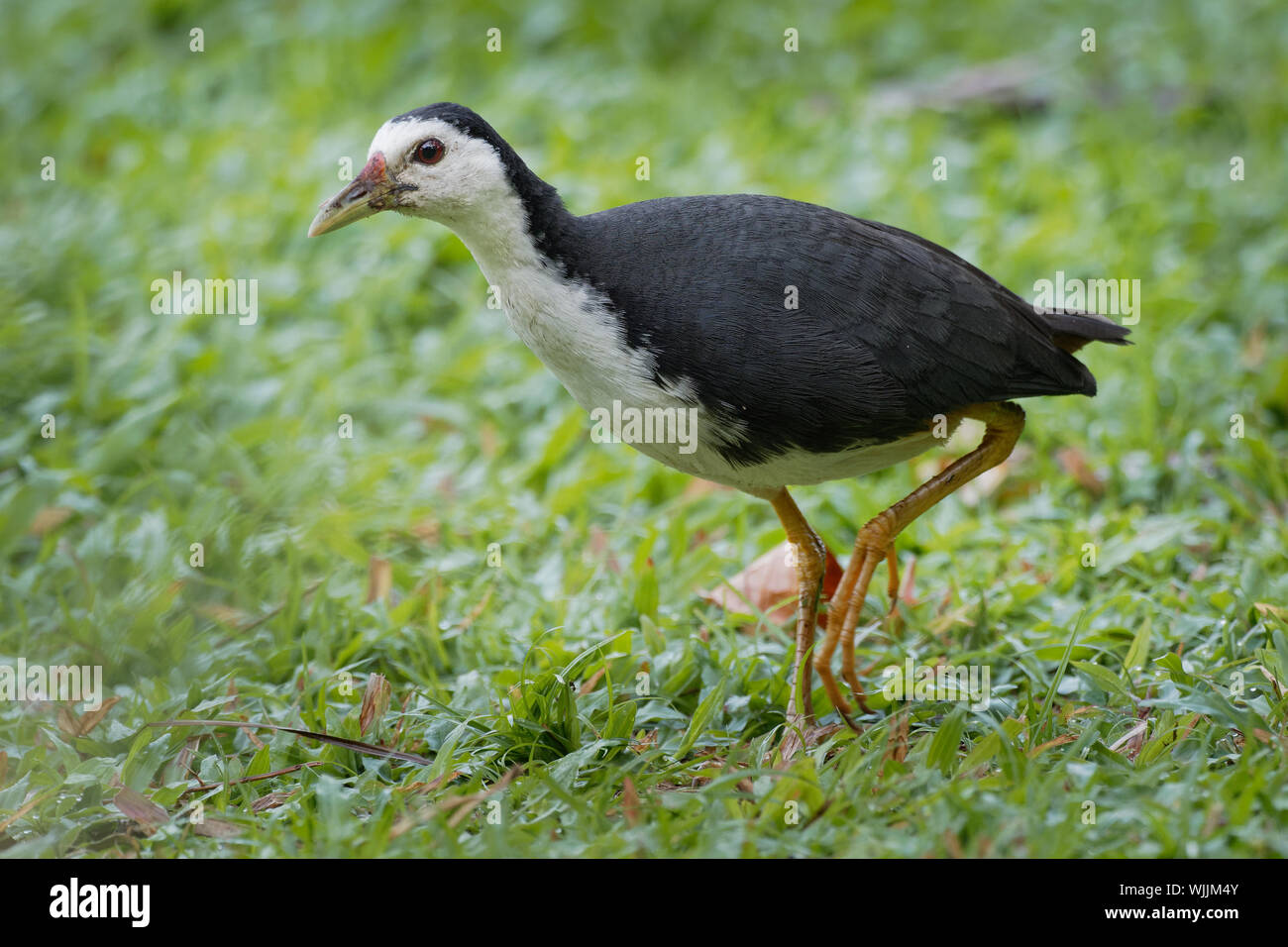 White-breasted Waterhen - Amaurornis phoenicurus waterbird of the rail ...