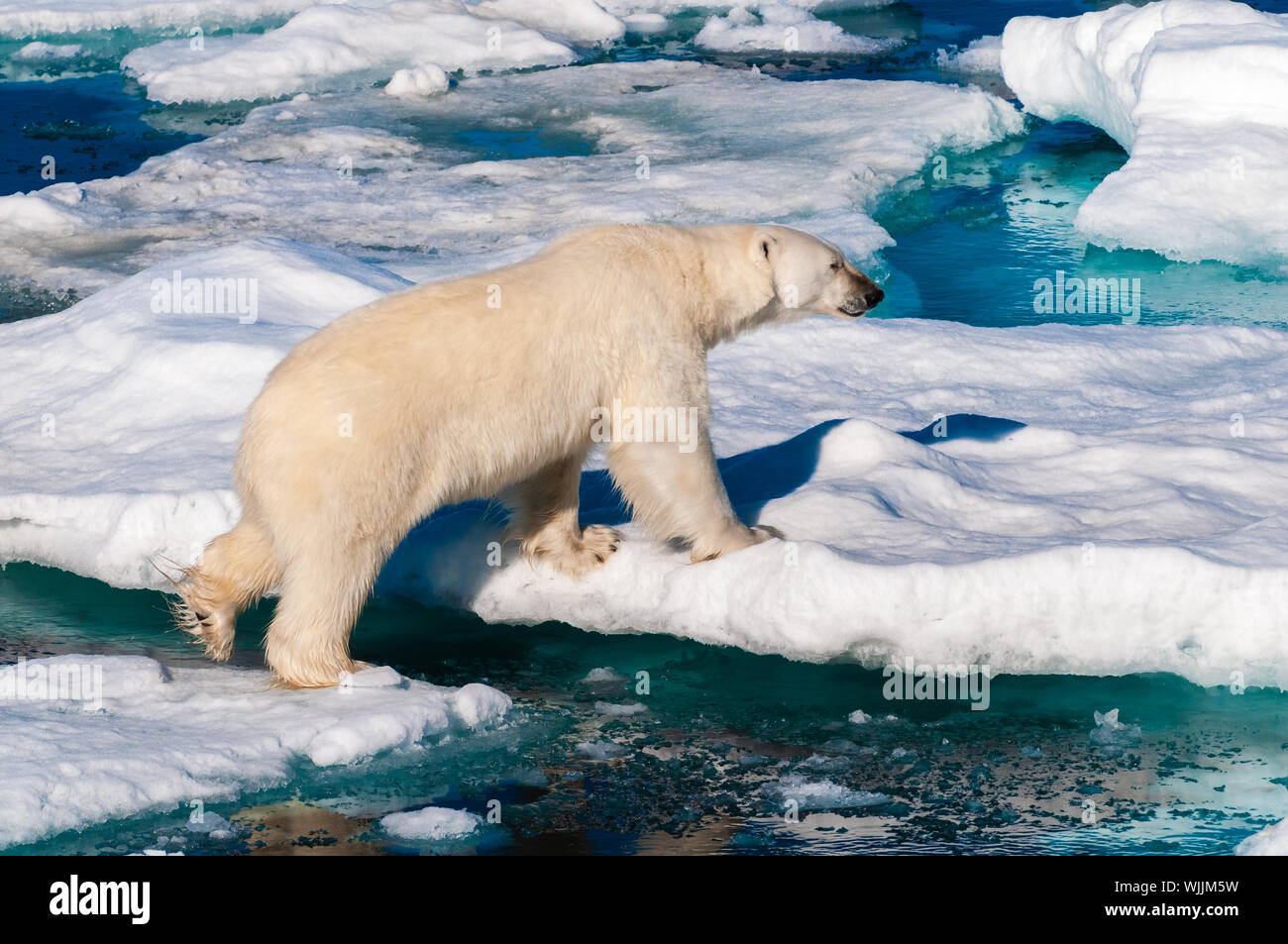 Polar bear walking between ice floats on a large ice pack in the Arctic ...