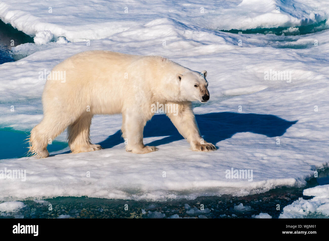 Polar bear walking between ice floats on a large ice pack in the Arctic ...
