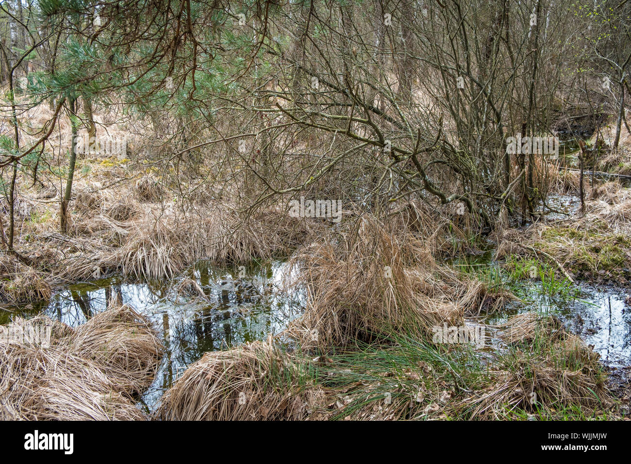 Wanderung durch das Ibmer Moor, Oberösterreich Stock Photo - Alamy