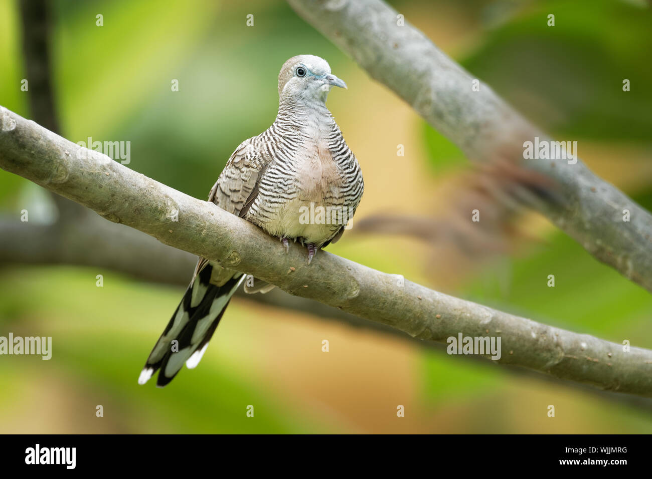 Zebra Dove - Geopelia striata also known as barred ground dove, is a ...