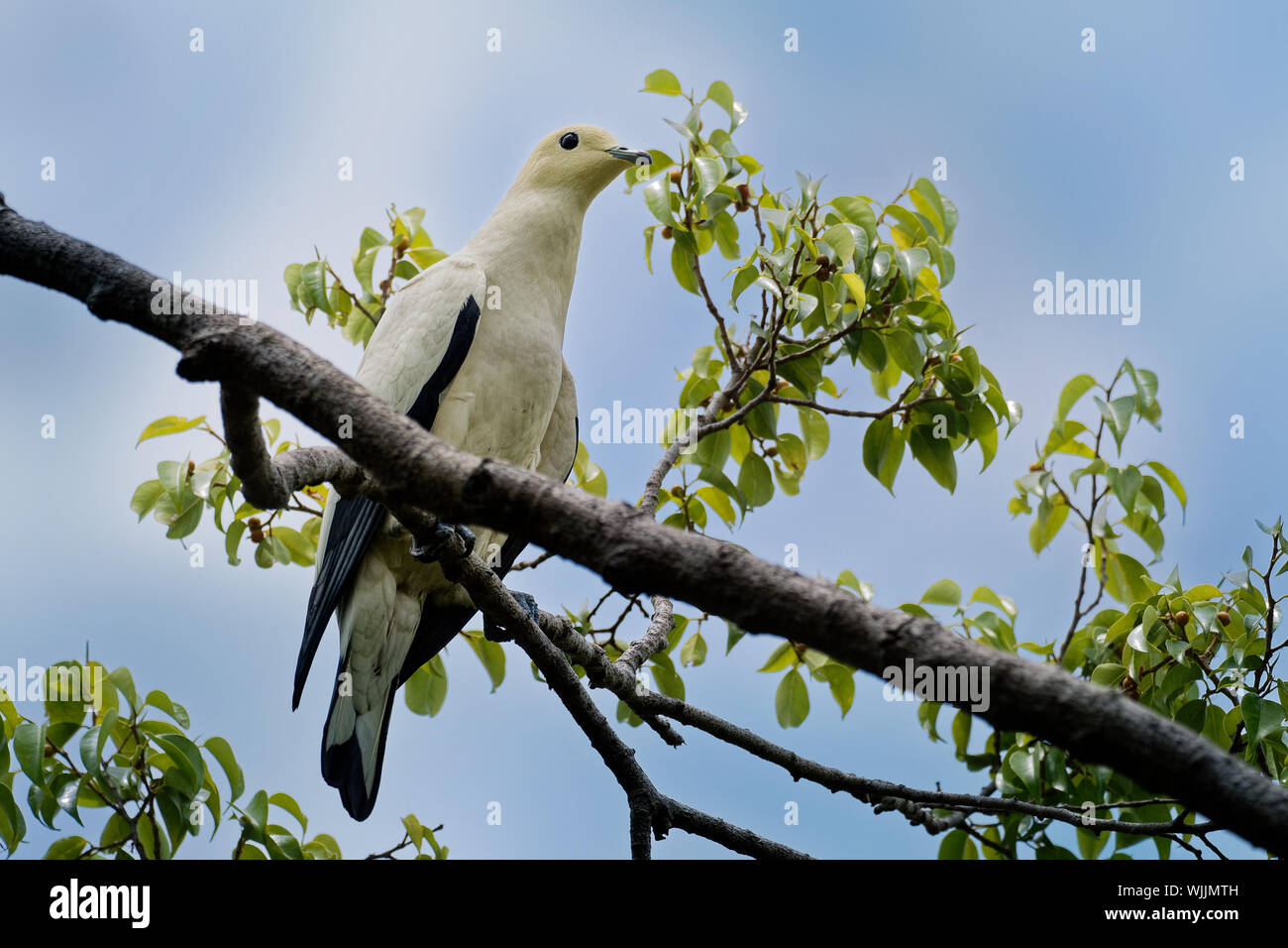 Pied pigeon hi-res stock photography and images - Alamy