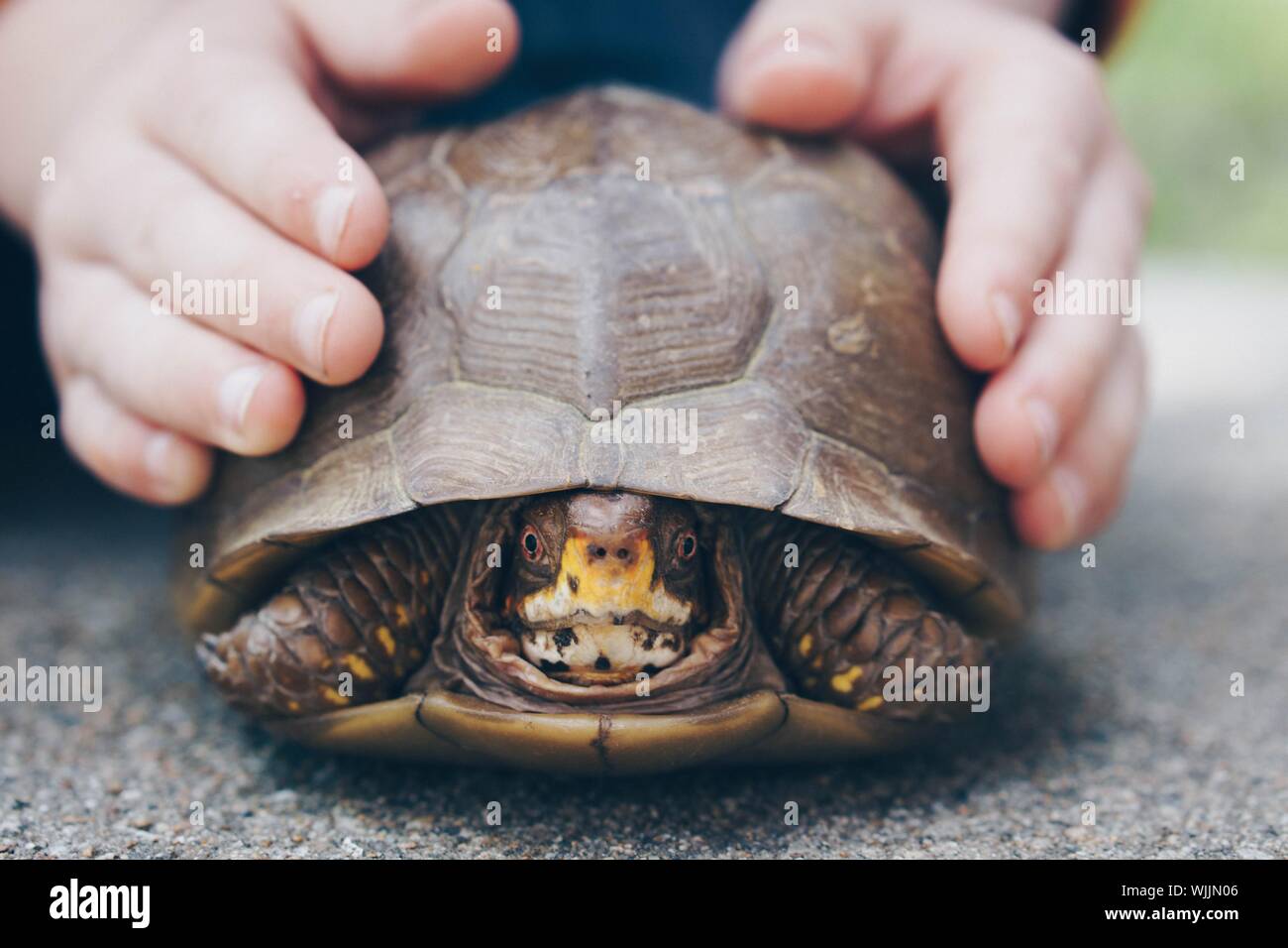 Hand holding turtle hi-res stock photography and images - Alamy