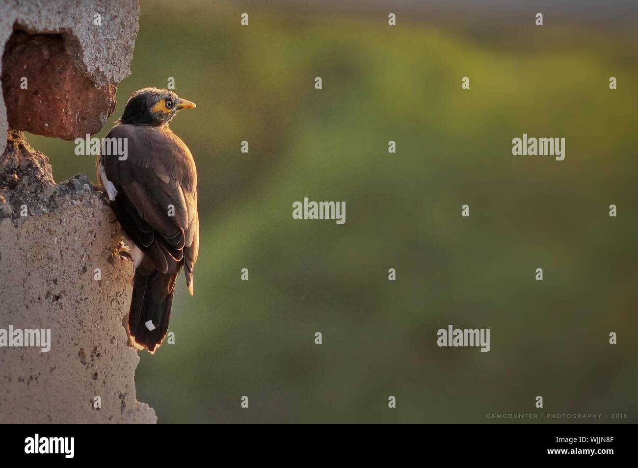 Broken bird hi-res stock photography and images - Alamy