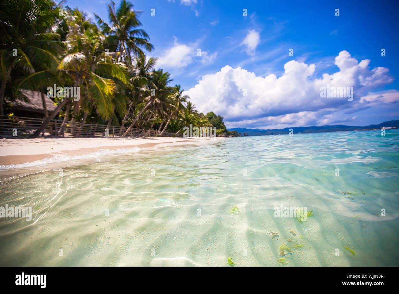 Tropical perfect beach with green palms,white sand and turquoise water ...