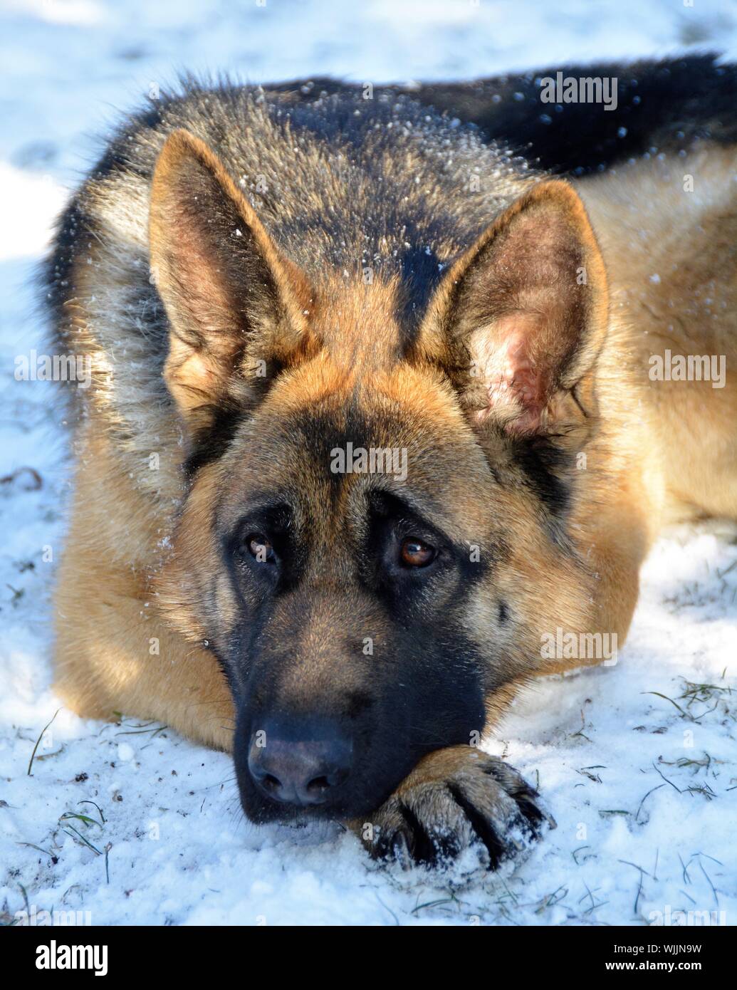 German shepherd snow hi-res stock photography and images - Alamy