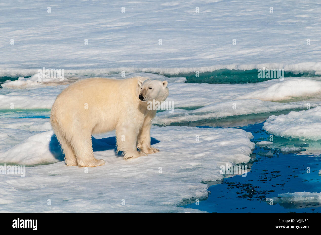 Polar bear walking on a large ice pack in the Arctic Circle, Barentsoya ...