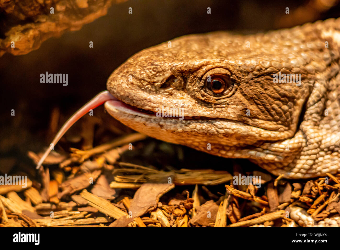 Savannah monitor varanus exanthematicus hi-res stock photography and ...