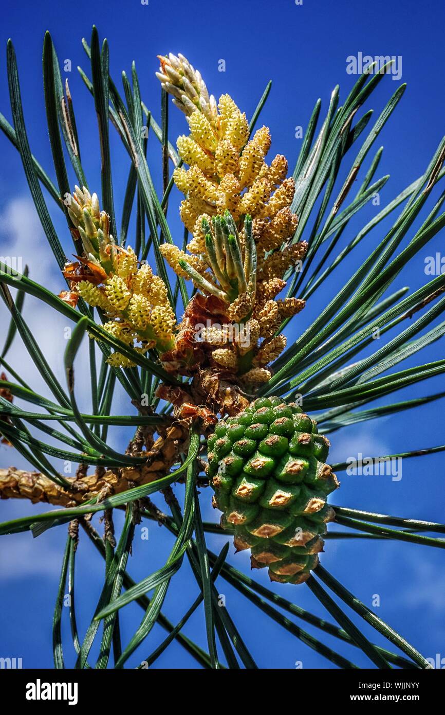 Adan tree hi-res stock photography and images - Alamy