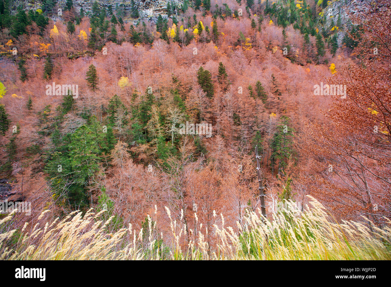 Autumn beech fall forest in Pyrenees Valle de Ordesa Huesca Spain Stock ...