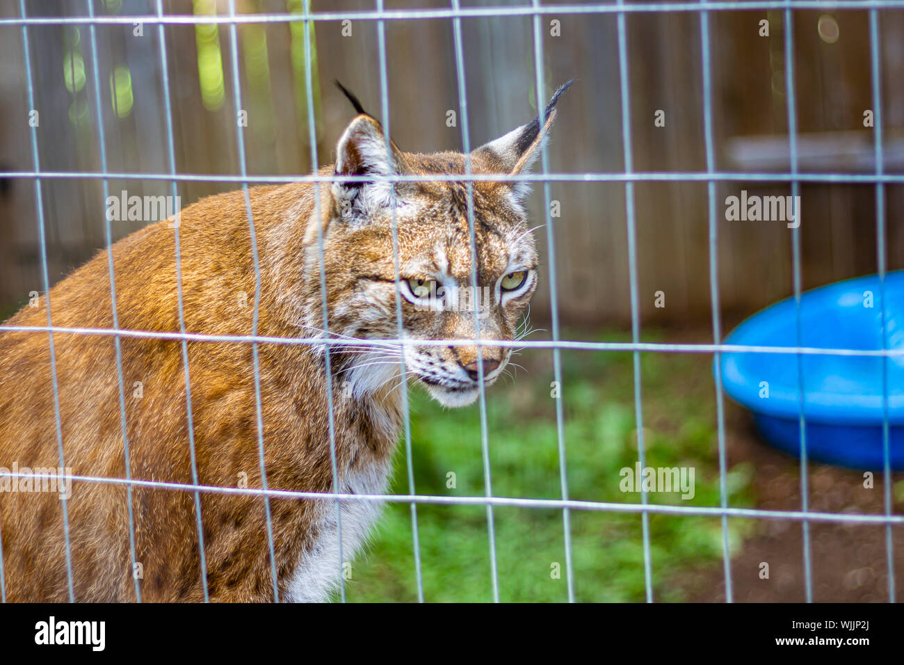 A Eurasian lynx sits by the edge of its caged area in a small zoo ...
