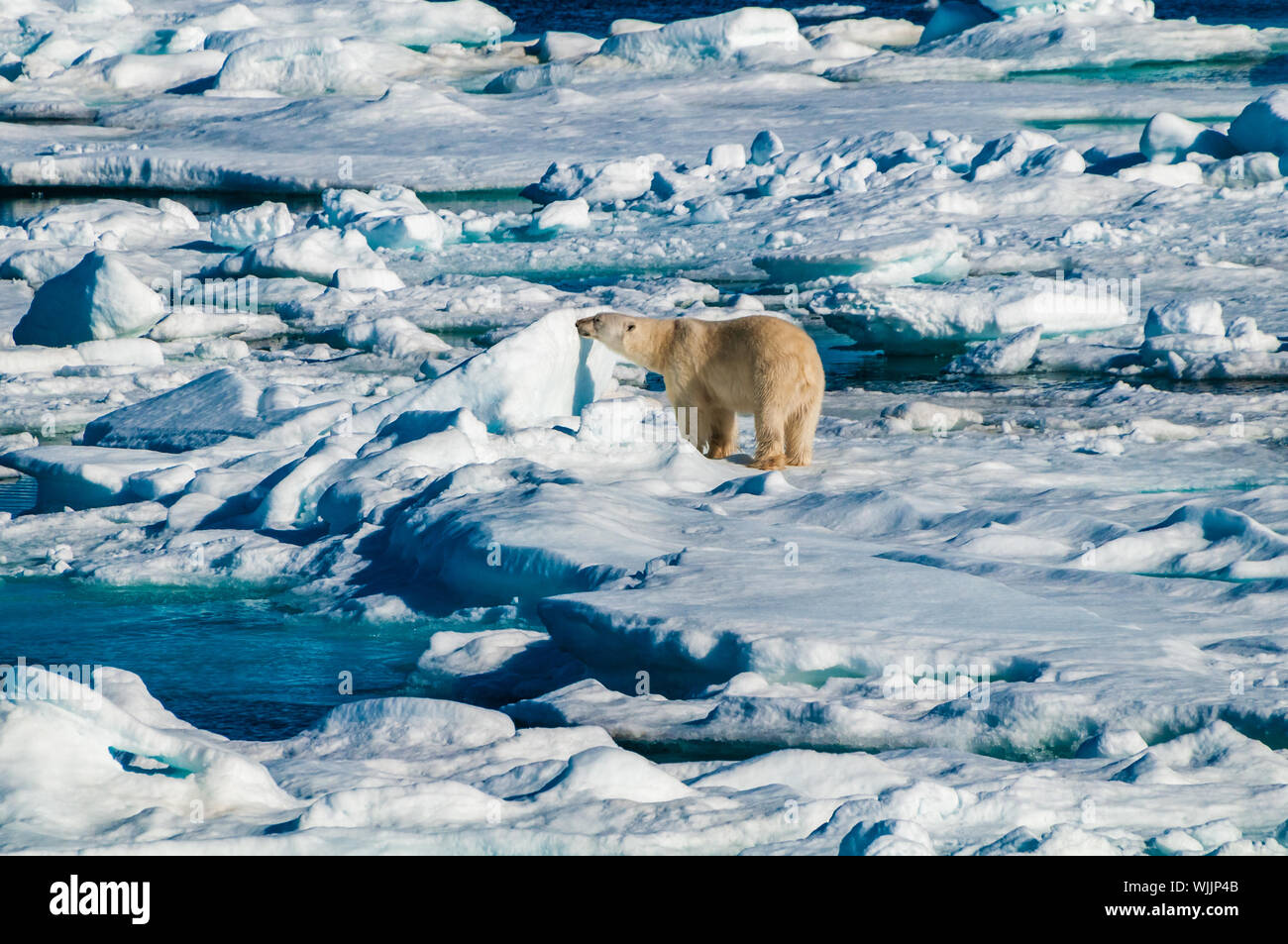 Polar bear walking on a large ice pack in the Arctic Circle, Barentsoya ...