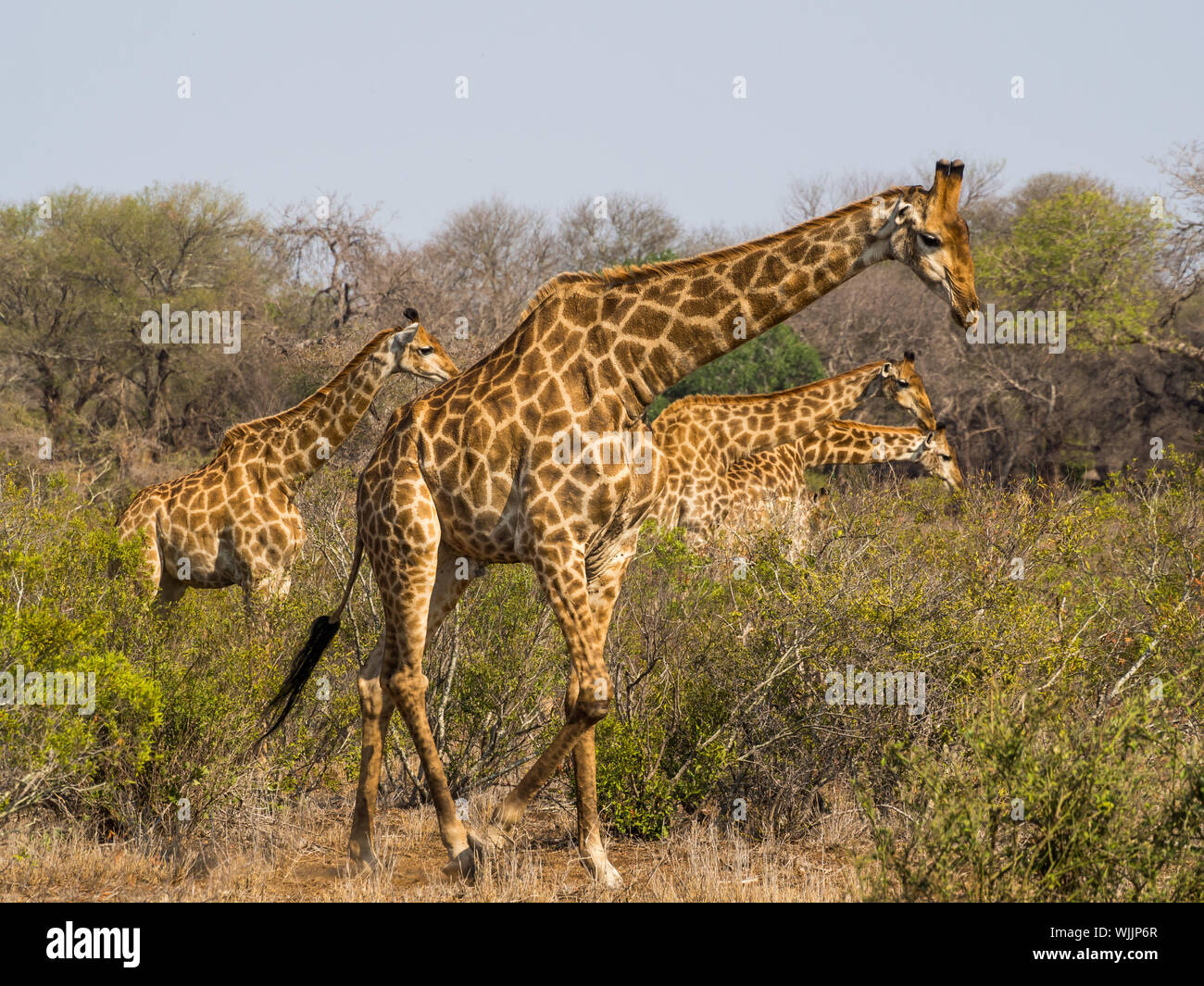 Giraffe in bush hi-res stock photography and images - Alamy