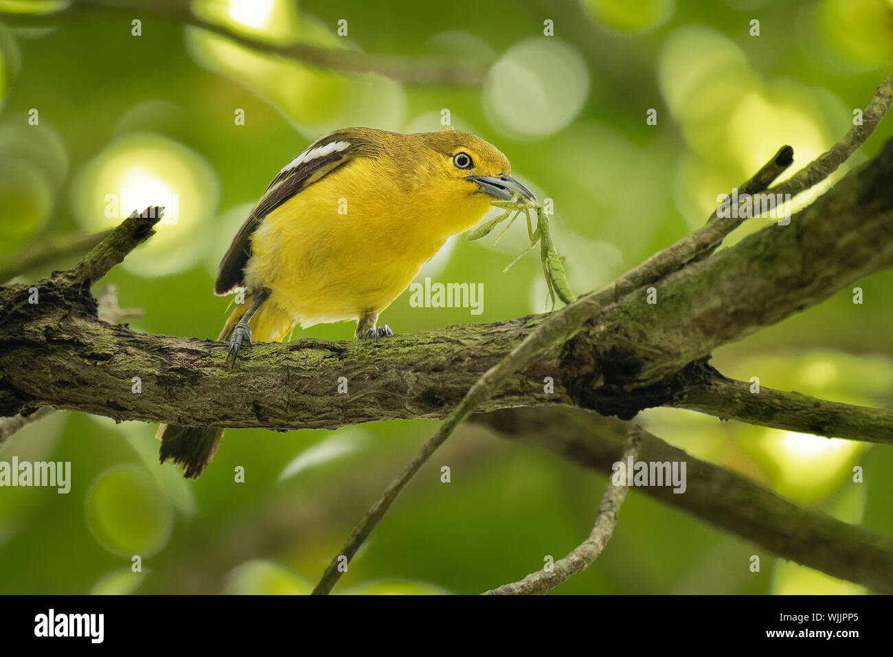 Indian iora hi-res stock photography and images - Alamy