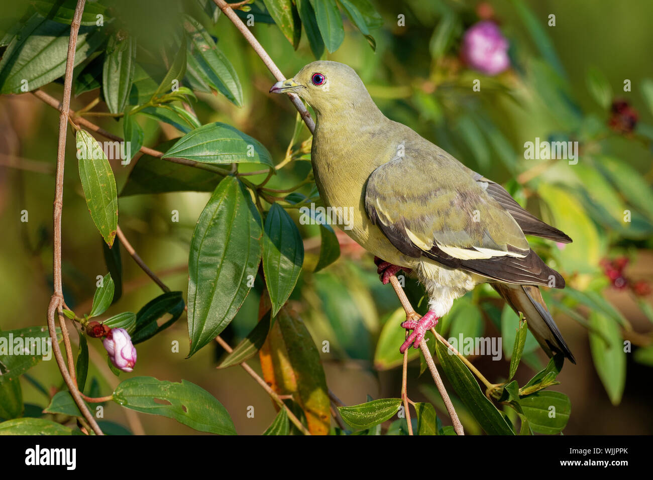 Pink-necked Green-Pigeon - Treron vernans species of bird family ...