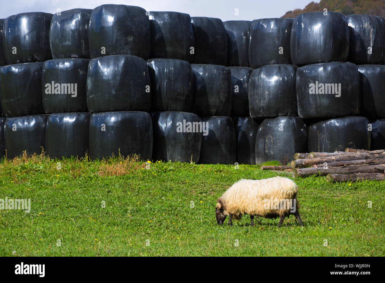 Latxa sheep in Pyrenees of Navarra grazing in meadow at Spain Stock ...