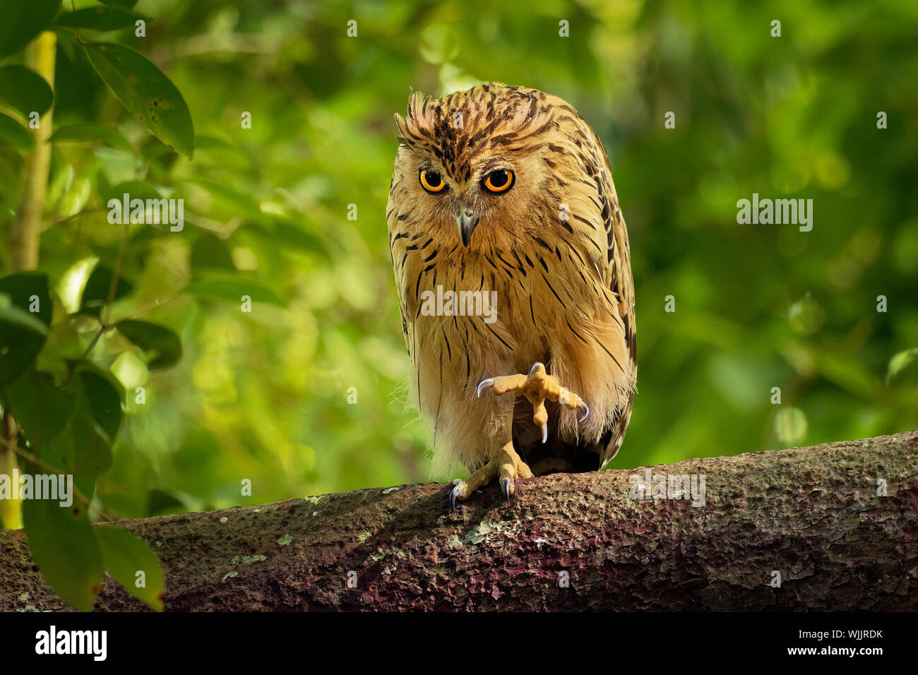 Malay family singapore hi-res stock photography and images - Alamy