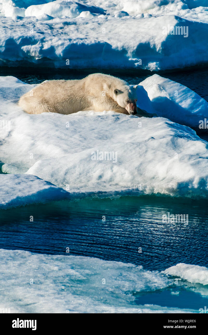 Polar bear laying down on a large ice pack in the Arctic Circle ...